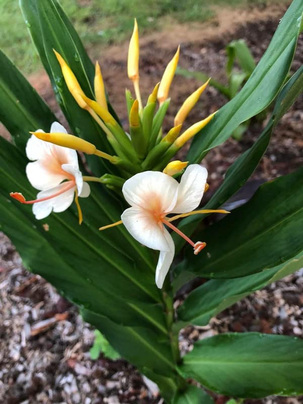 1 White Butterfly Ginger Lily Plant Live, Fragrant Ginger Live Plant 8 Inc Height for Planting