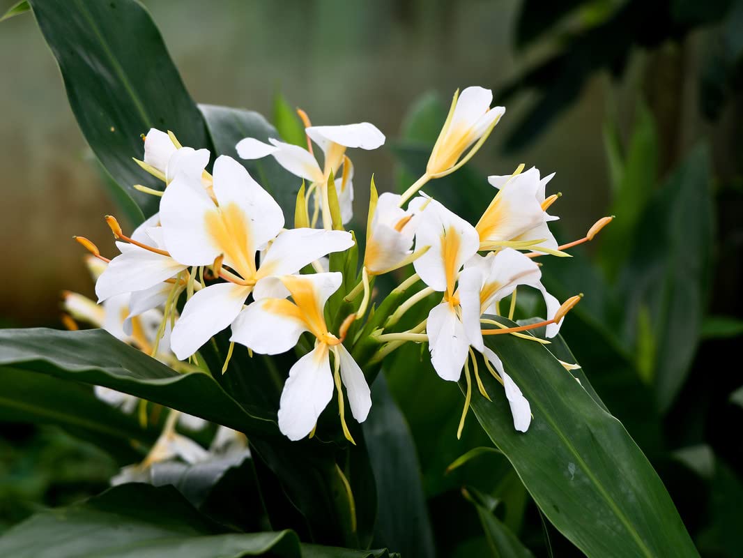 1 White Butterfly Ginger Lily Plant Live, Fragrant Ginger Live Plant 8 Inc Height for Planting