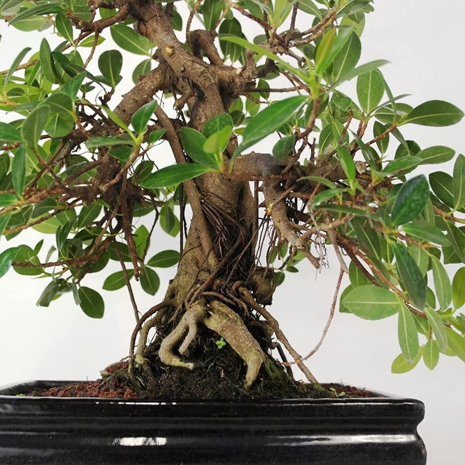 100 Pcs Banyan Seeds Rare Bonsai Tree Seeds Indoor and Outdoor Bonsai Seed for Home Yard Garden Decor Easy to Grow