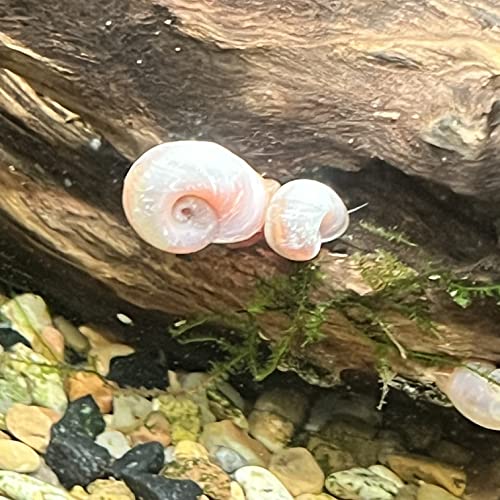 10 Live Ramshorn Snails by Dylfinds for Freshwater Aquarium/Pond Colony Start Clean-up Crew Planorbella Duryi (Bubblegum Pink)