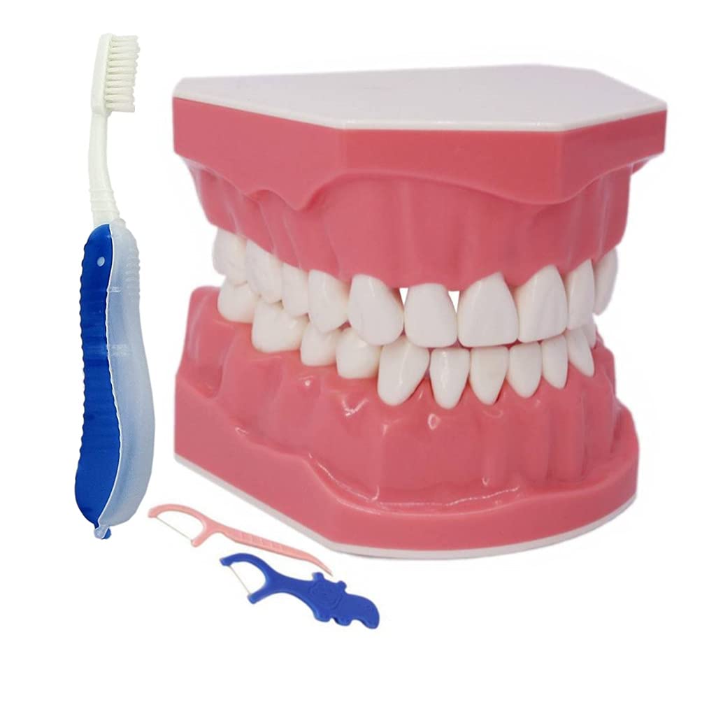1.5 Times Large Dental Typodont Model Tooth Brushing flossing Practice Model Demonstration Removable Lower Teeth for Kids Dental Students Tooth Teach Study, 4.5 Inch x3.5 Inch x3.5 Inch