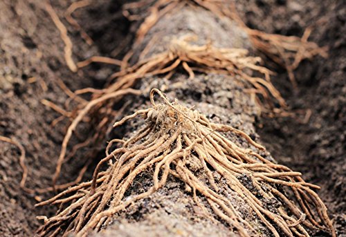 10 JERSEY KNIGHT Asparagus Plants / bare-root crowns -- Organic NON-GMO