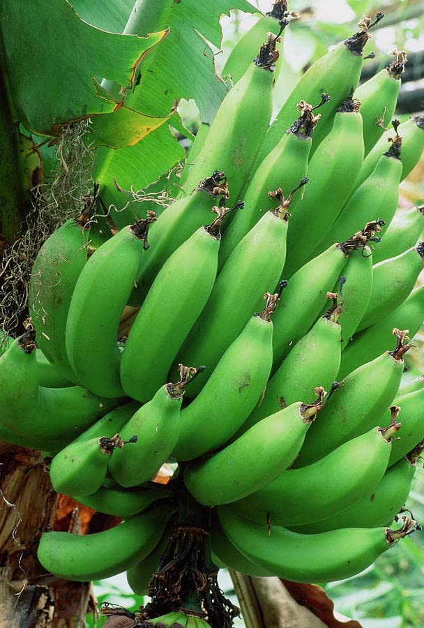 1 Starter Plant of Dwarf Cavendish Banana Tree