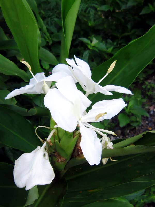 1 White Butterfly Ginger Lily Plant Live, Fragrant Ginger Live Plant 8 Inc Height for Planting