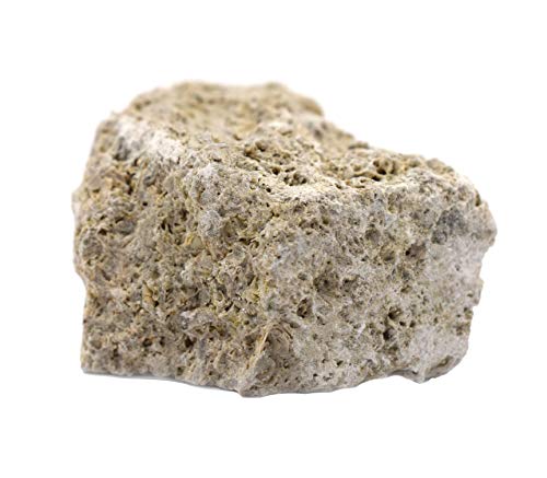 12PK Raw Fossiliferous Limestone, Sedimentary Rock Specimens - Approx. 1" - Geologist Selected & Hand Processed - Great for Science Classrooms - Class Pack - Eisco Labs