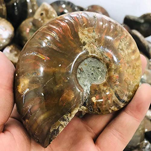 1PC raw Natural Rainbow Color Ammonite Fossils Mineral Specimen Animal Snail Statue for feiki Healing Mineral Collection