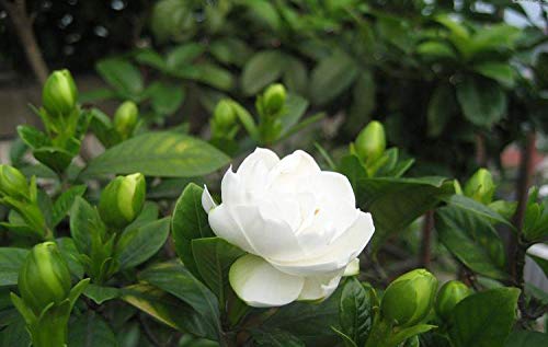 100+ Cape Jasmine Seeds White Jasmine Bonsai Plants Flowers Home Garden