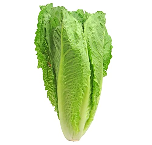 3000 Parris Island Cos Romaine Lettuce Seeds - 4+ Grams - Heirloom Non-GMO USA Grown Premium Vegetable Seeds for Planting - by RDR Seeds