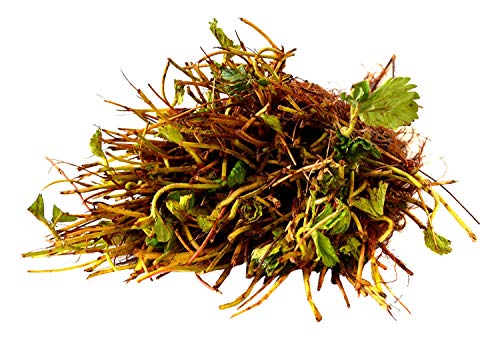10 Eversweet Everbearing Strawberries Plants - (Pack of 10 Bare Roots for $9.95) Organic Grown USA. Zone 4-9.