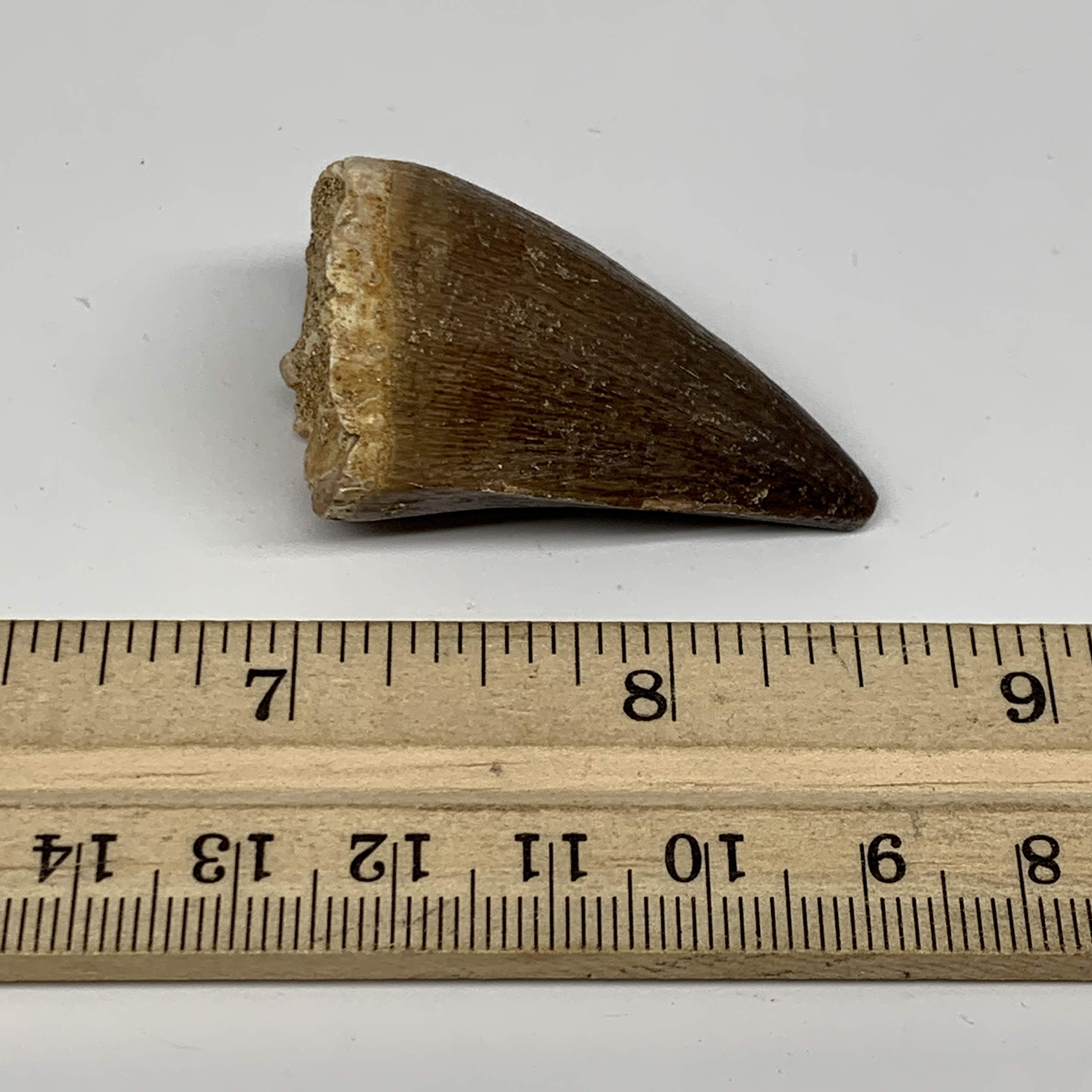 24.9g, 1.8"x1.1"x1" Fossil Mosasaur Tooth Reptiles, Cretaceous from Morocco,B12813