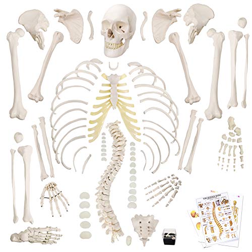 2023 Newest Human Model of Skeleton for Anatomy 67“ High with 200+ Bones Structures,Scientific Disarticulated Human Model of Skeleton Bundle for Anatomy, Full Size Male Skeleton Models with Poster,Skull, Bones, Articulated Hand & Foot