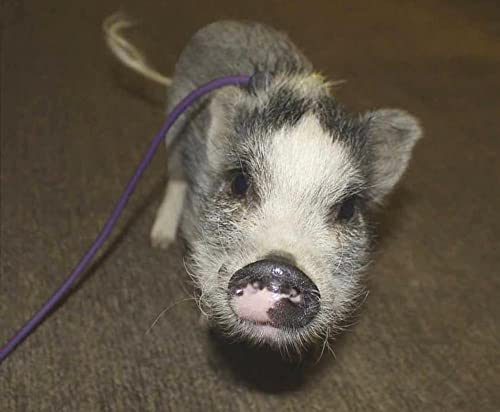 12 Foot Adjustable Mini Pig Harness and Leash Also Fits Other Animals, Purple