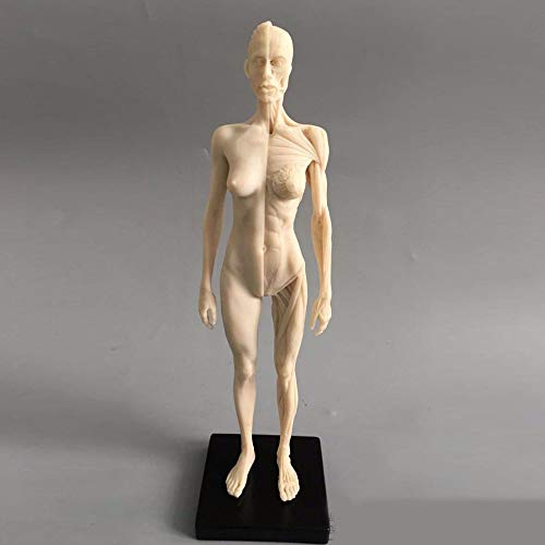 11inch Human Anatomical Model Art Mannequin Musculoskeletal Structure of Painting Sculpture White Body (Male+Female )