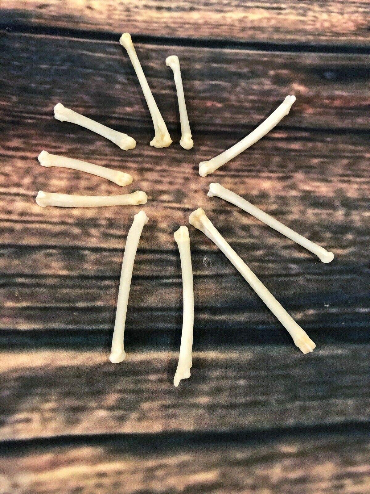 10 Real Red Fox Paw Bone Mountain Man Craft Supply Jewelry Earring Gothic Claws