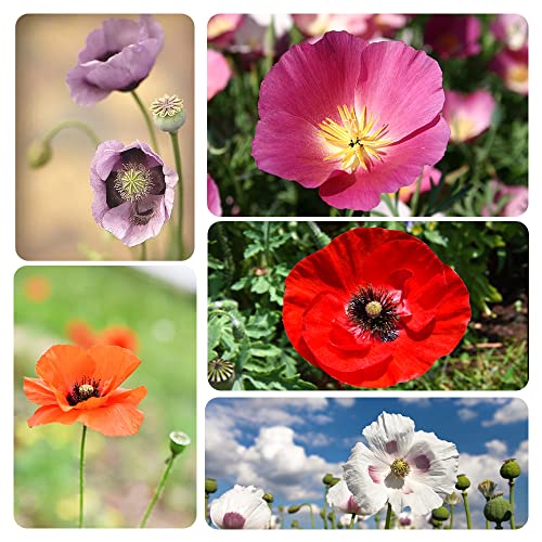 10000+ Mix Color California Poppy Flower Seeds for Planting Open-Pollinated Non GMO, Year Round Planting (Pink, Red, White, Yellow)