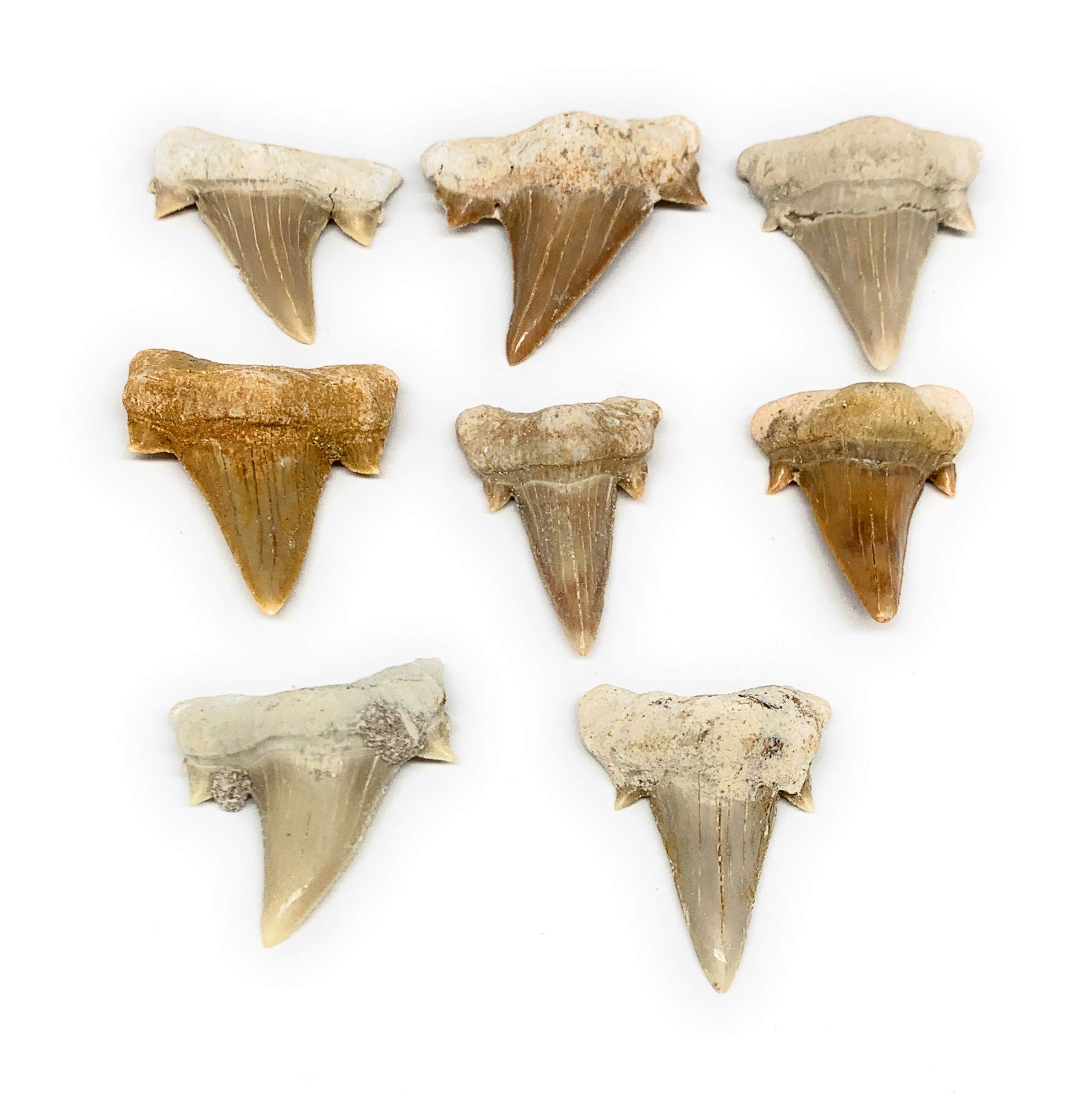 8 Pieces Lot, 47.3g, 1.1"- 1.4" Small Natural Fossilized, Fossils Fish Shark Tooth, Shark Teeth from Morocco,B12750