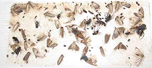 10 Pk Camel Cricket/Roach/Scorpion Sticky Traps