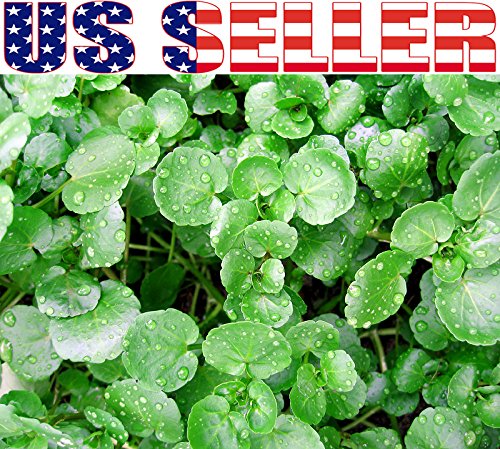 200+ Watercress Seeds Heirloom Non-GMO Delicious Superfood! Easy to Grow! from USA