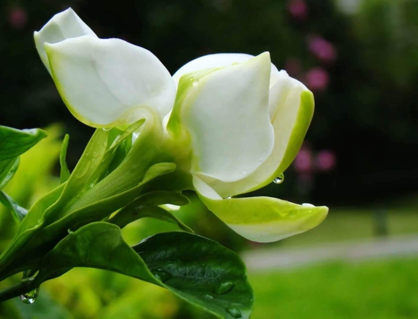 100+ Cape Jasmine Seeds White Jasmine Bonsai Plants Flowers Home Garden