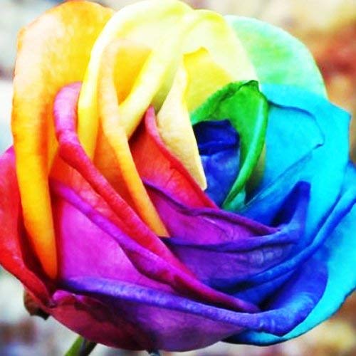 10 semi variopinti dell'arcobaleno Sorbetto Rose cespuglio di Fiori Semi Stratisfied