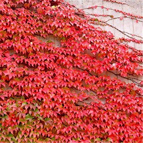100+ Ivy Vine Liana Seeds Green Vines Climbing Beautiful Ground-Creeping Plants Bonsai Home