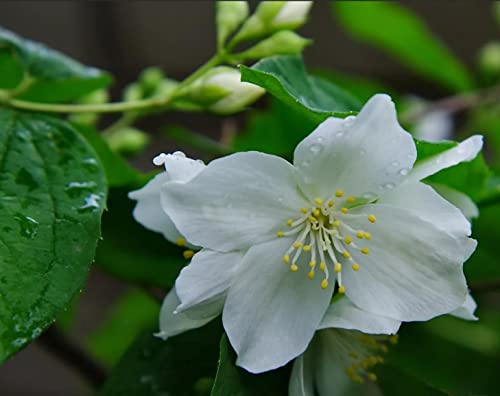 100+ Jasmine Seeds for Planting