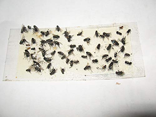 10 Pk Camel Cricket/Roach/Scorpion Sticky Traps