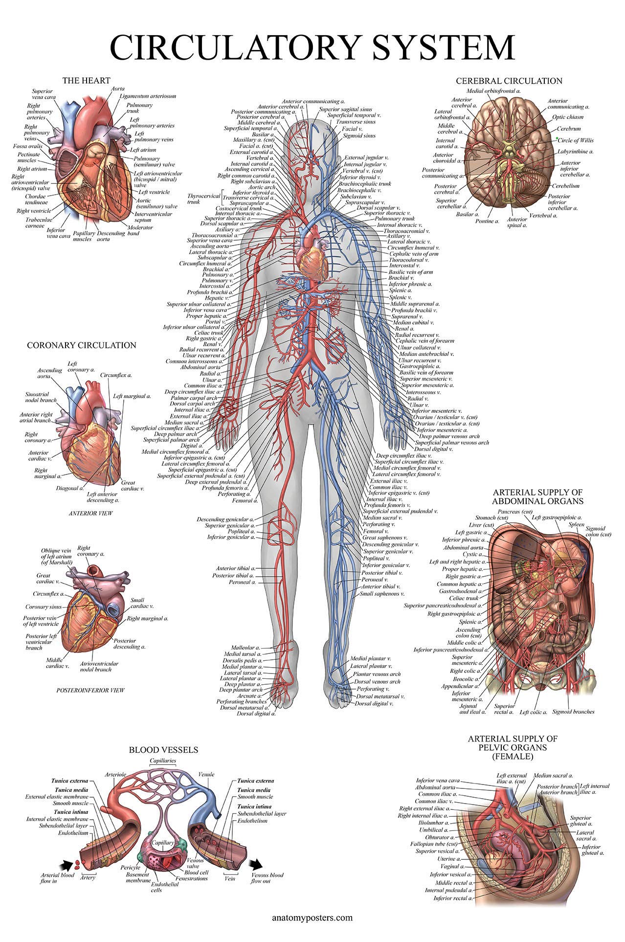 10 Pack - Anatomical Poster Set - LAMINATED - Muscular, Skeletal, Digestive, Respiratory, Circulatory, Endocrine, Lymphatic, Male & Female Reproductive, Nervous System, Anatomy Chart Set - 18" x 24"