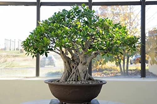 100 Pcs Banyan Seeds Bonsai Tree Seeds Indoor and Outdoor Bonsai Seed for Home Yard Garden Decor Easy to Grow