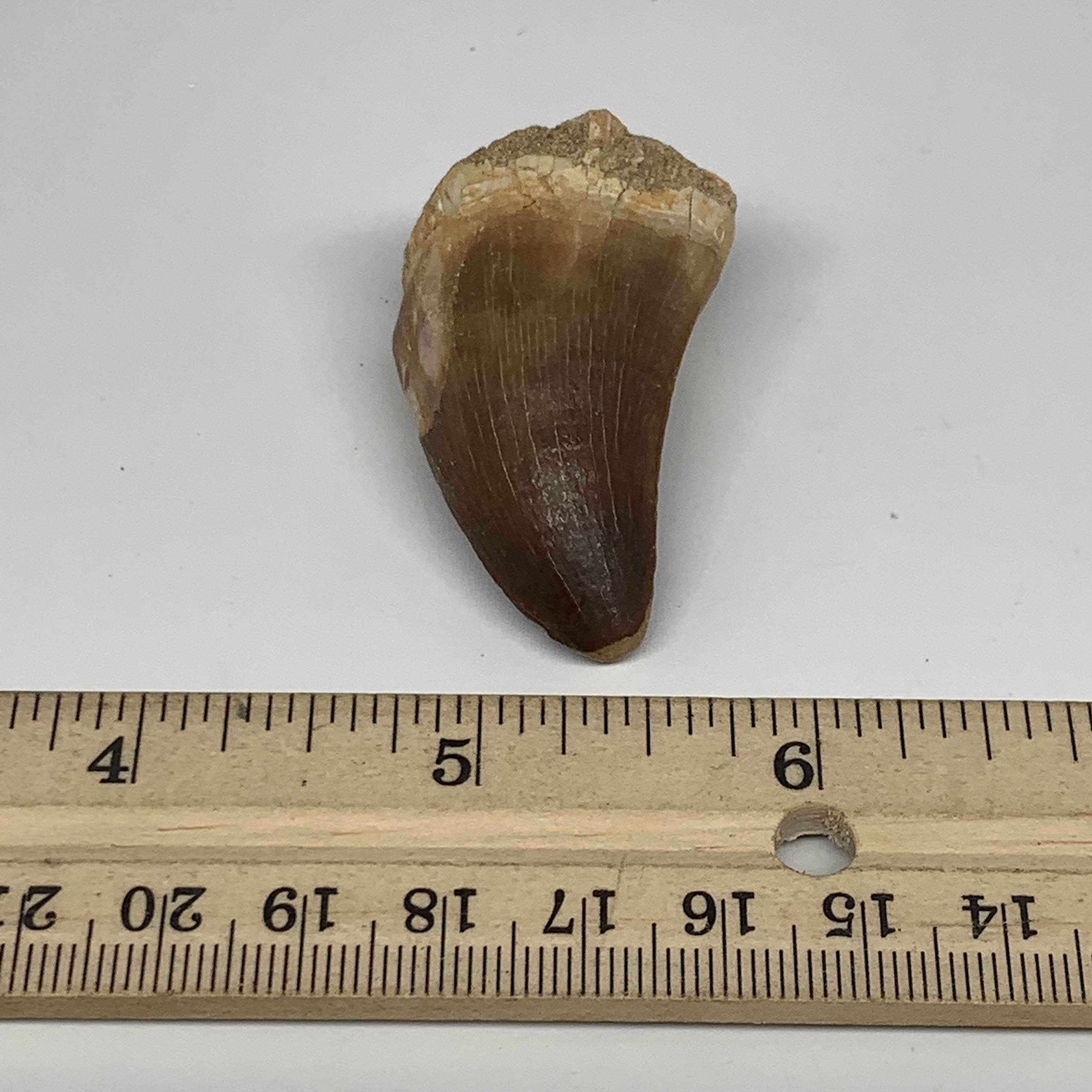 20.8g, 1.7"x1"x0.8" Fossil Mosasaur Tooth Reptiles, Cretaceous from Morocco,B12802