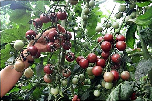 30+ Black Cherry Tomato Seeds, Heirloom Non-GMO, Low Acid, Indeterminate, Open-Pollinated, Sweet, Productive, from USA