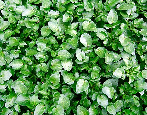 200+ Watercress Seeds Heirloom Non-GMO Delicious Superfood! Easy to Grow! from USA