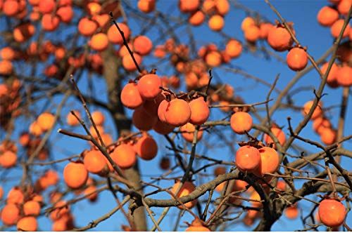 10+ Persimmon Tree Diospyros Hachiya Fruit Seeds Tall Potted Plant Great Tasting Fruit