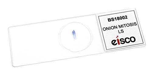 10pk Onion Mitosis, Prepared Microscope Slides - 75 x 25mm - Classroom Pack, 10 Slides in Storage Case - Plant Mitosis, Introductory Microscopy - Eisco Labs