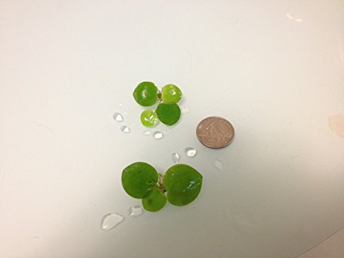 12 Amazon Frogbit (Limnobium Laevigatum), Live Aquarium/Aquatic Floating Plant by G&Z
