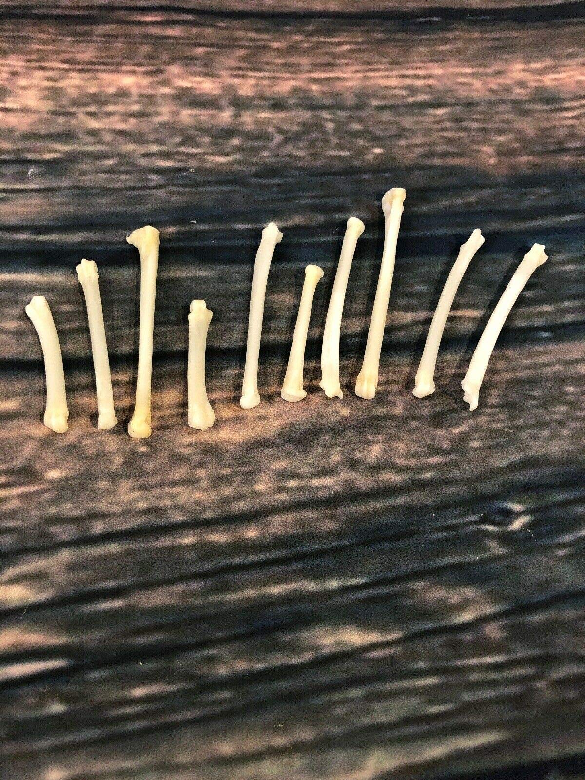 10 Real Red Fox Paw Bone Mountain Man Craft Supply Jewelry Earring Gothic Claws