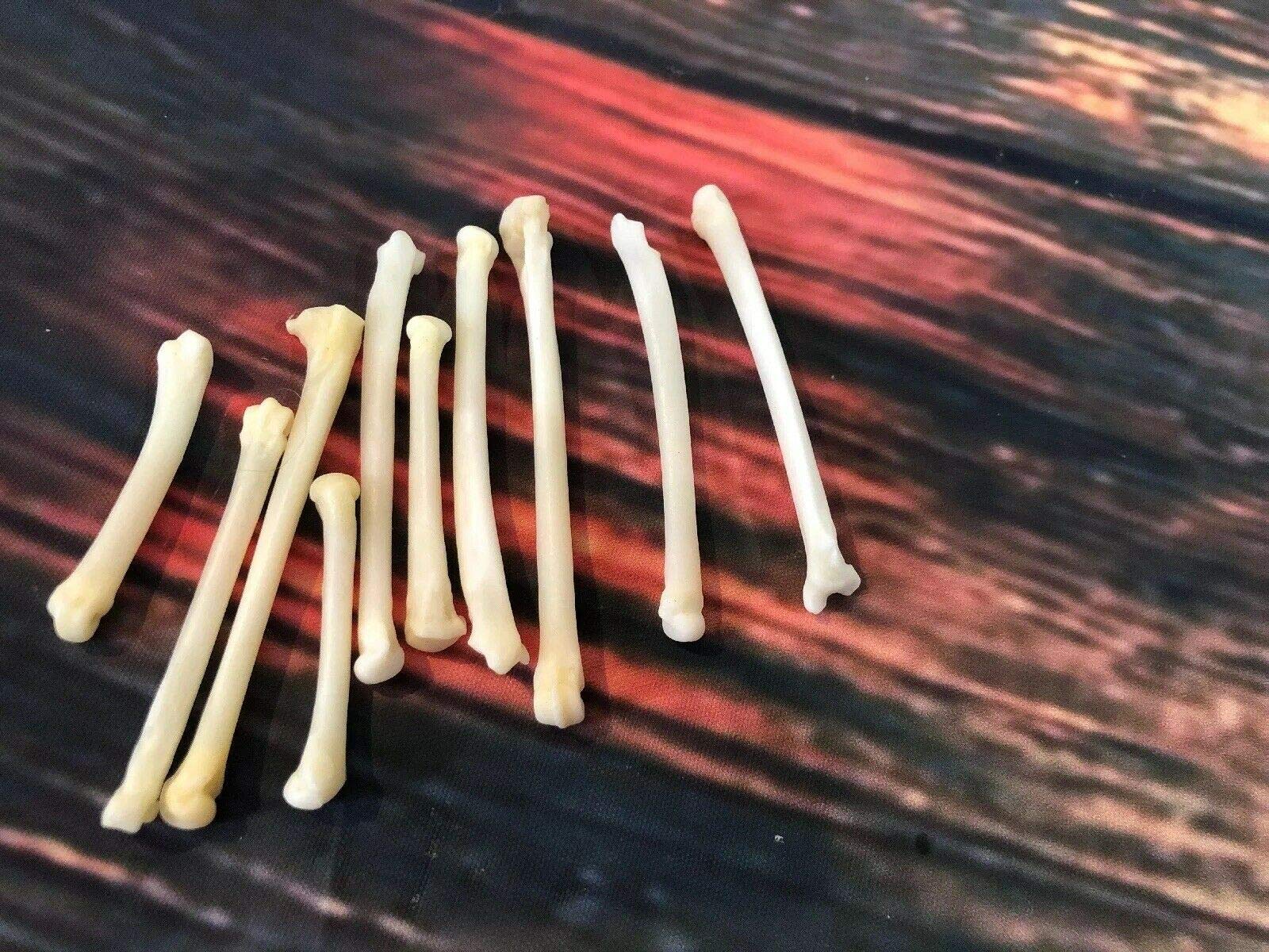 10 Real Red Fox Paw Bone Mountain Man Craft Supply Jewelry Earring Gothic Claws
