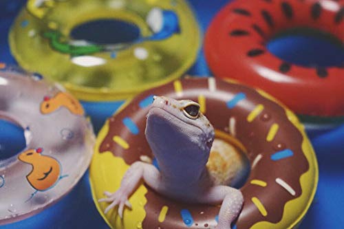 3.74 Inch Lizard Bearded Dragon Leopard Gecko Bath Collar Ring Swimming Rings Reptile Swim Life Jacket Float Ring for Leopard Gecko Anole Amphibians Cage Accessories Photo Shoot Toy (5 PCS)