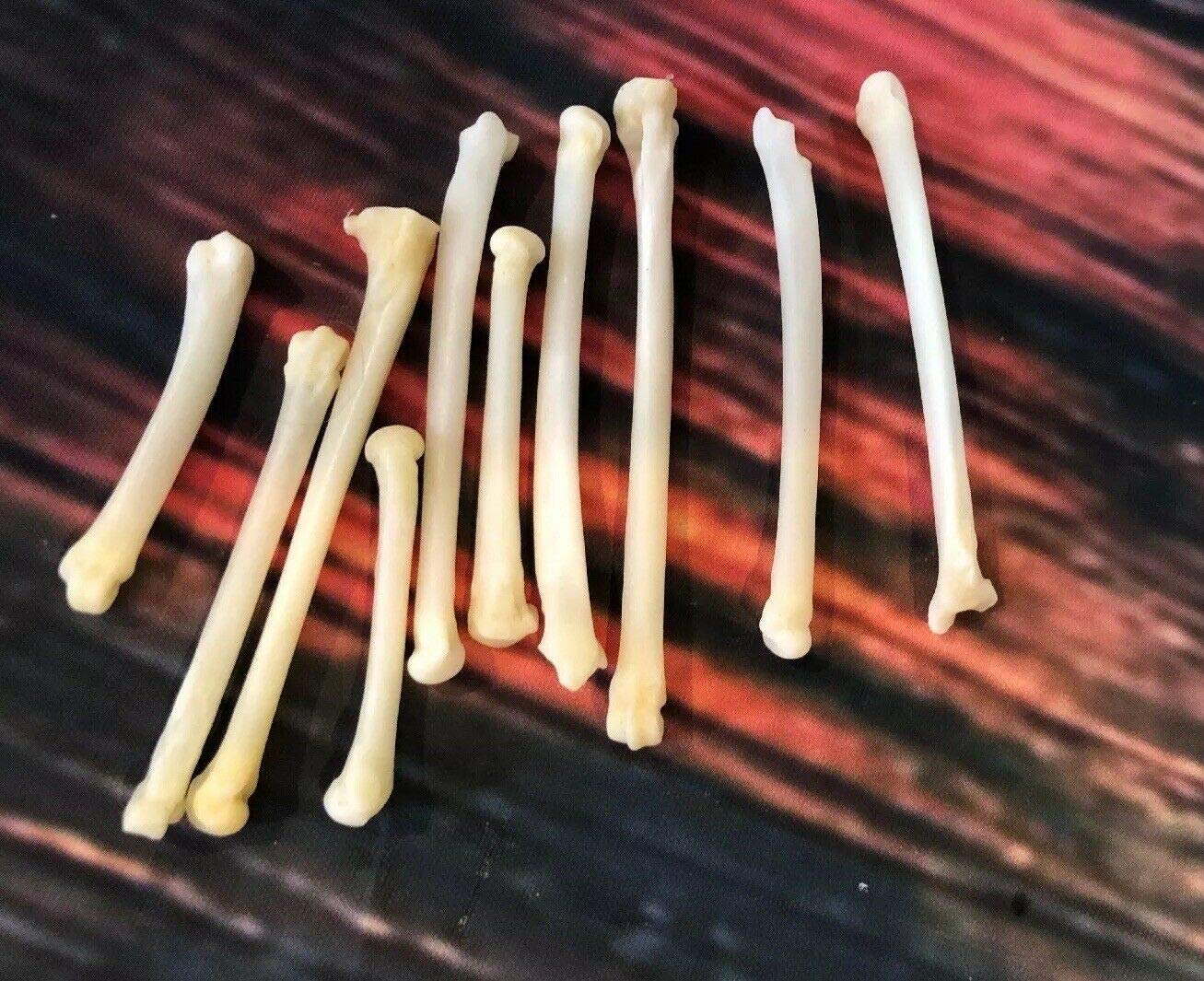 10 Real Red Fox Paw Bone Mountain Man Craft Supply Jewelry Earring Gothic Claws