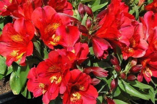 10+ Mix Canna Lily Seeds Peruvian Dr Salters Flower Flowers