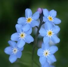 100 Forget Me Not semi di Fiore