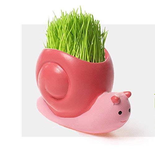 100 semi rari rosa semi dell'albero cinese semi di rosa, Colore Albero Rose, piante