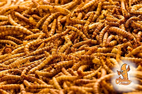 11lb Chubby Mealworms Bulk Dried Mealworms High Protein Treat for Chickens, Ducks, Birds and Much More