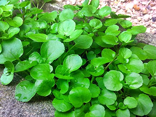 200+ Watercress Seeds Heirloom Non-GMO Delicious Superfood! Easy to Grow! from USA