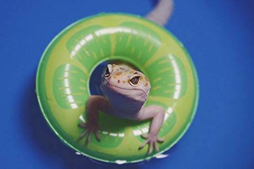 3.74 Inch Lizard Bearded Dragon Leopard Gecko Bath Collar Ring Swimming Rings Reptile Swim Life Jacket Float Ring for Leopard Gecko Anole Amphibians Cage Accessories Photo Shoot Toy (5 PCS)
