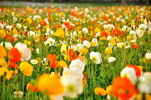 10000+ Mix Color California Poppy Flower Seeds for Planting Open-Pollinated Non GMO, Year Round Planting (Pink, Red, White, Yellow)