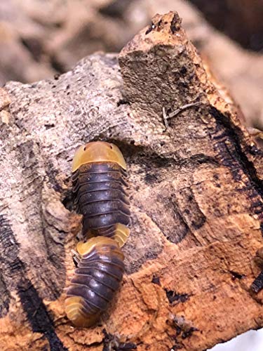 Bugzy Bugs Rubber Ducky Cubaris Isopods 5 Count Roly Poly Cleanup Crew for Insects Terrarium Reptile Pet Food