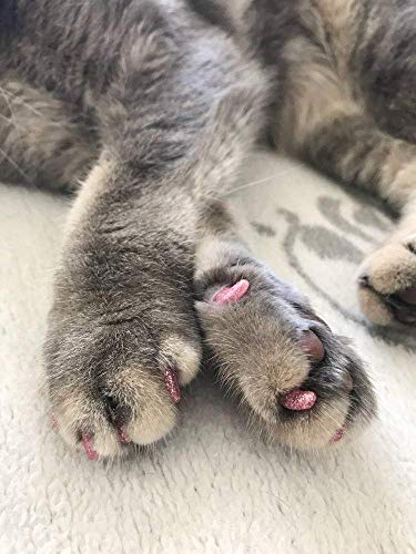 100pcs Cat Nail Caps/Tips YMCCOOL Pet Cat Kitty Soft Claws Covers Control Paws of 10 Multi-Colors Nails Caps and 5Pcs Adhesive Glue 5 Applicator with Instruction