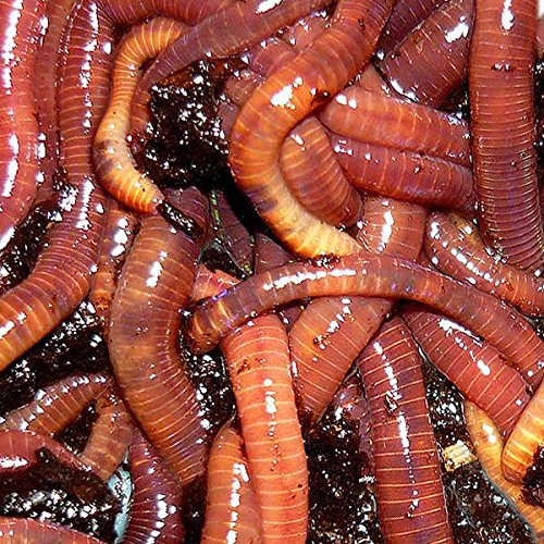 2 LBS Composting Mix, Worms