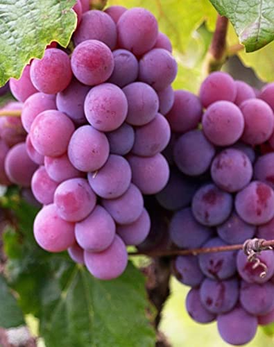 100+ Grape Seeds